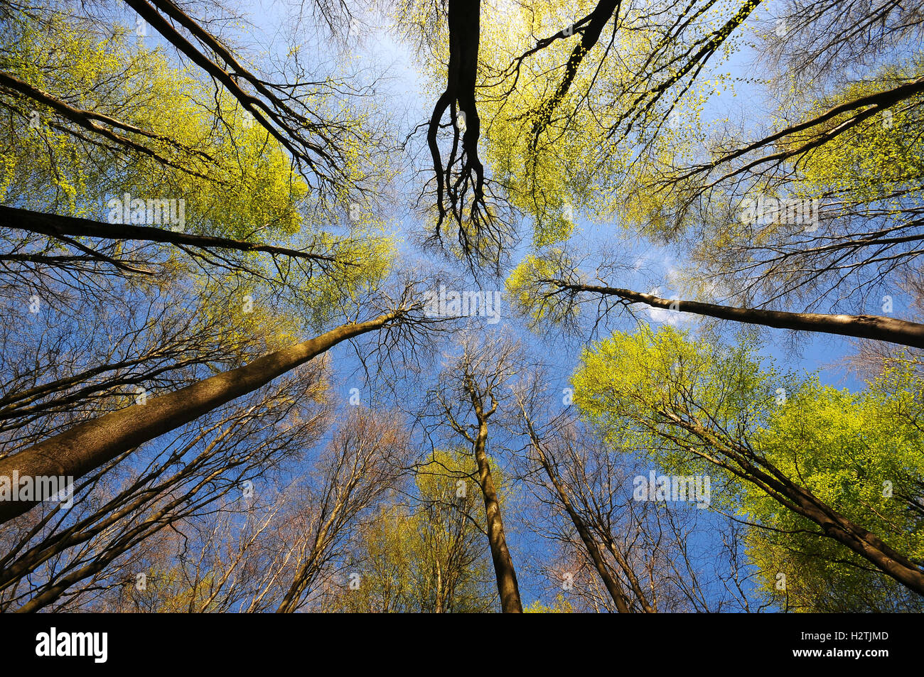 Canopy of beech hi-res stock photography and images - Alamy