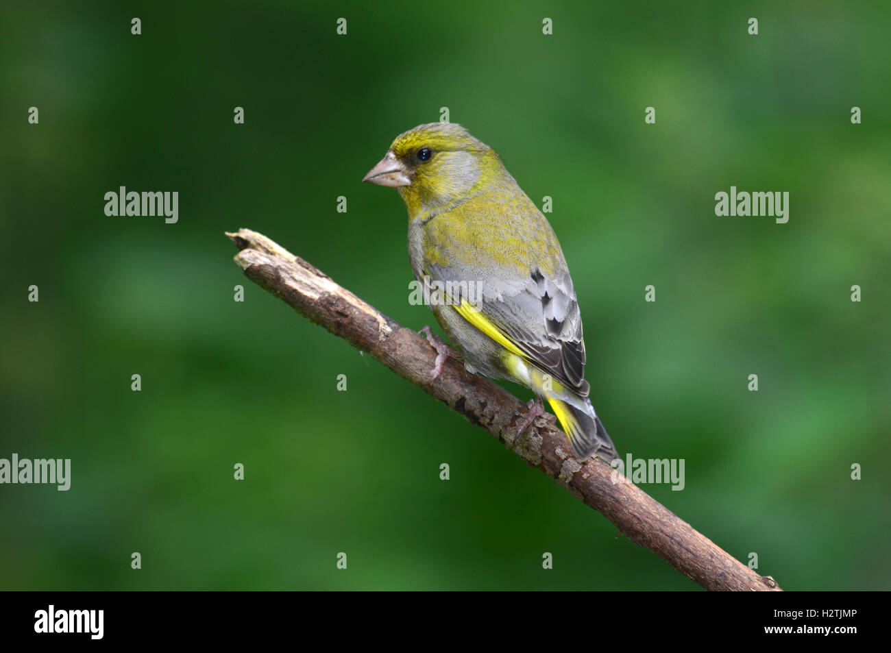 Greenfinch in habitat hi-res stock photography and images - Alamy