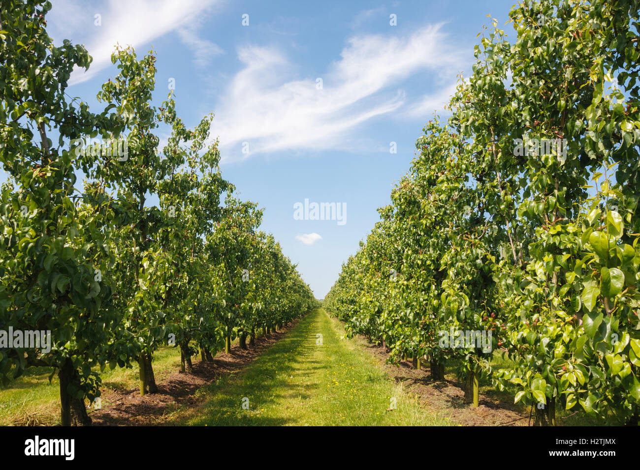 Pear tree orchard hi-res stock photography and images - Alamy