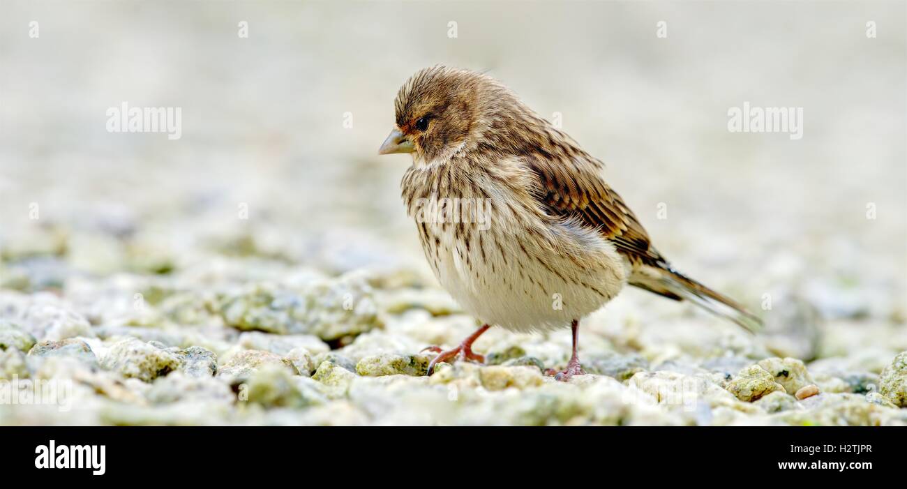 Linnet juvenile carduelis cannabina hi-res stock photography and images ...