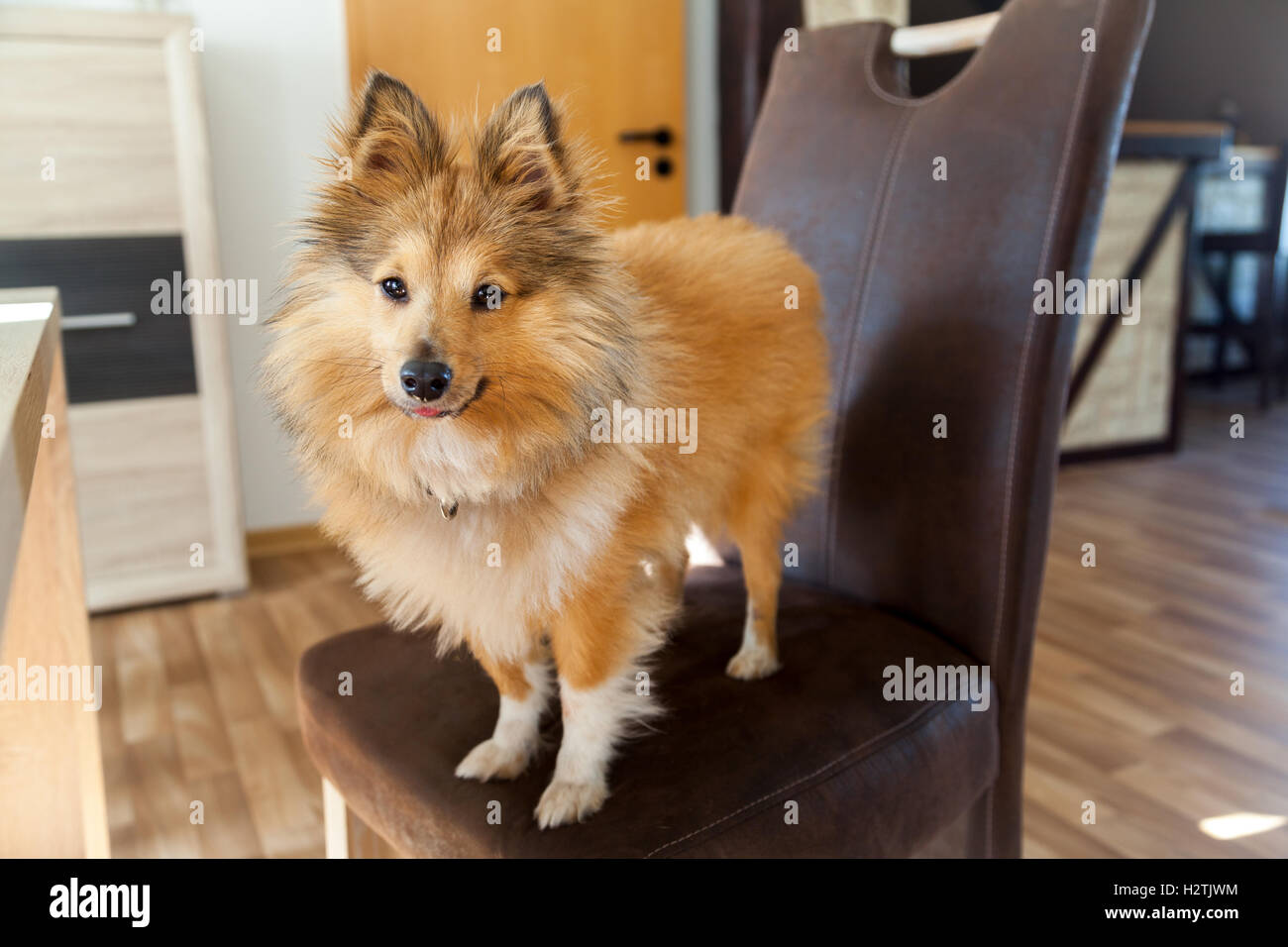 Shetland Sheepdog stands on a brown chair Stock Photo - Alamy