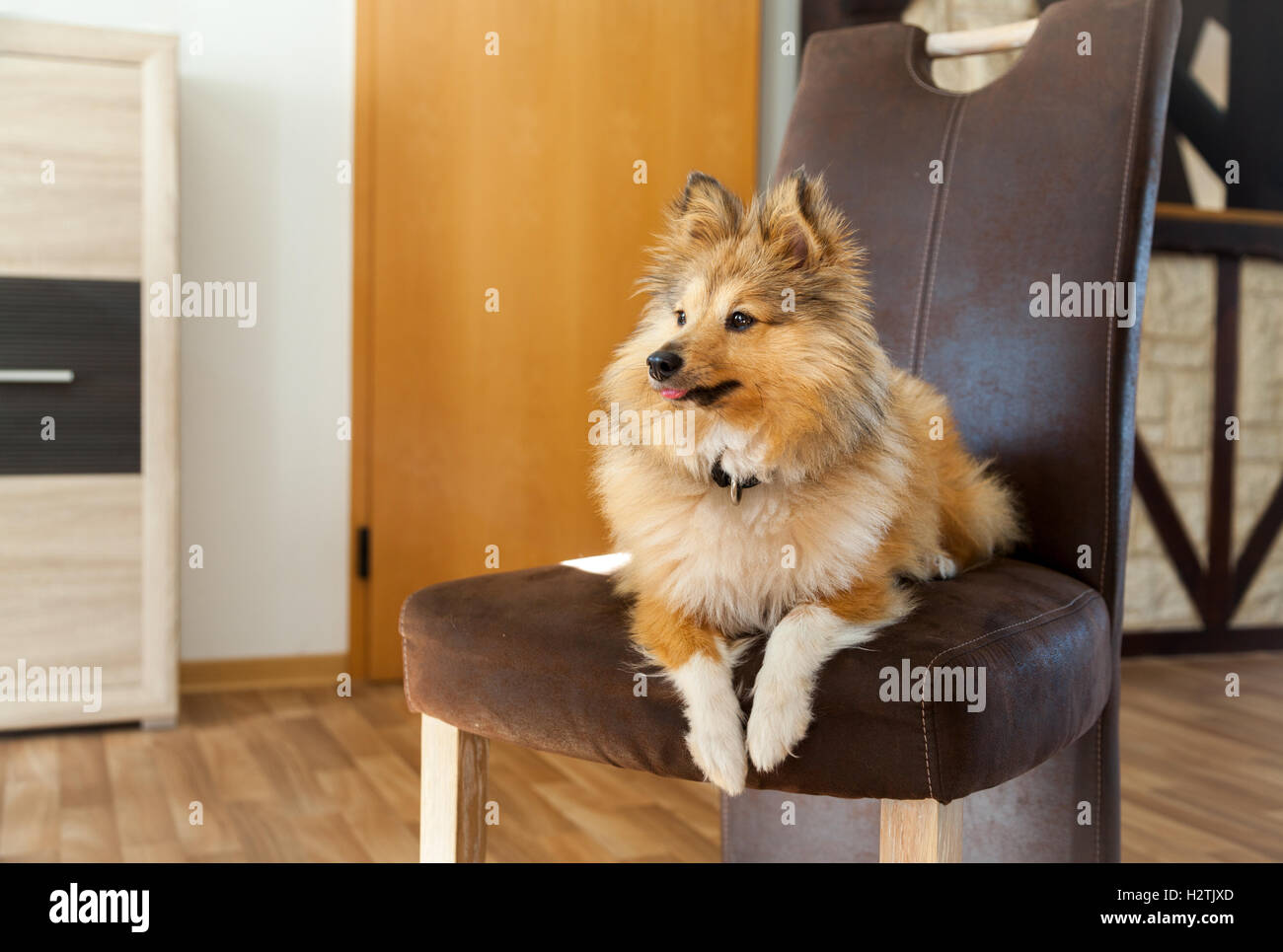 Shetland Sheepdog lies on a brown chair Stock Photo - Alamy