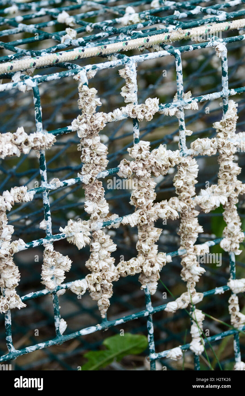 Coasted wire hi-res stock photography and images - Alamy