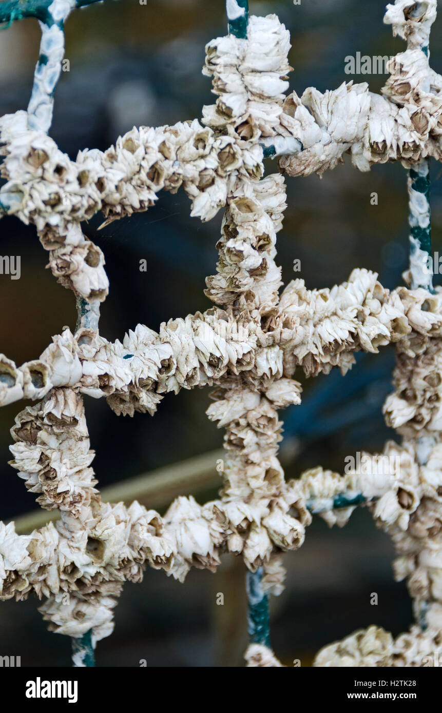 Barnacle growth hi-res stock photography and images - Alamy
