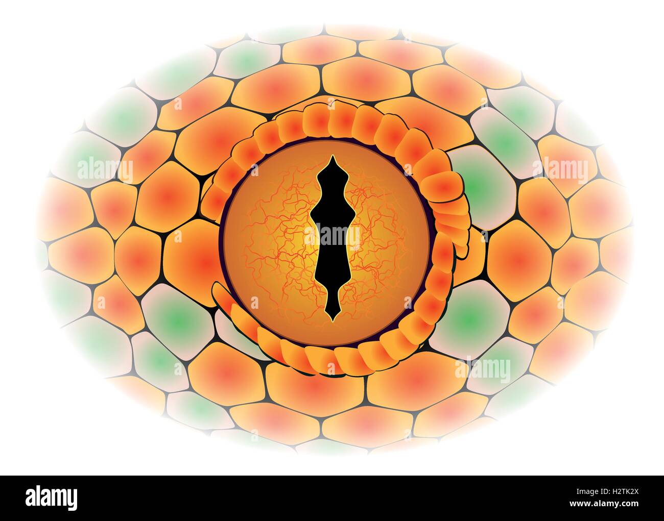 Eye vector vectors hi-res stock photography and images - Alamy