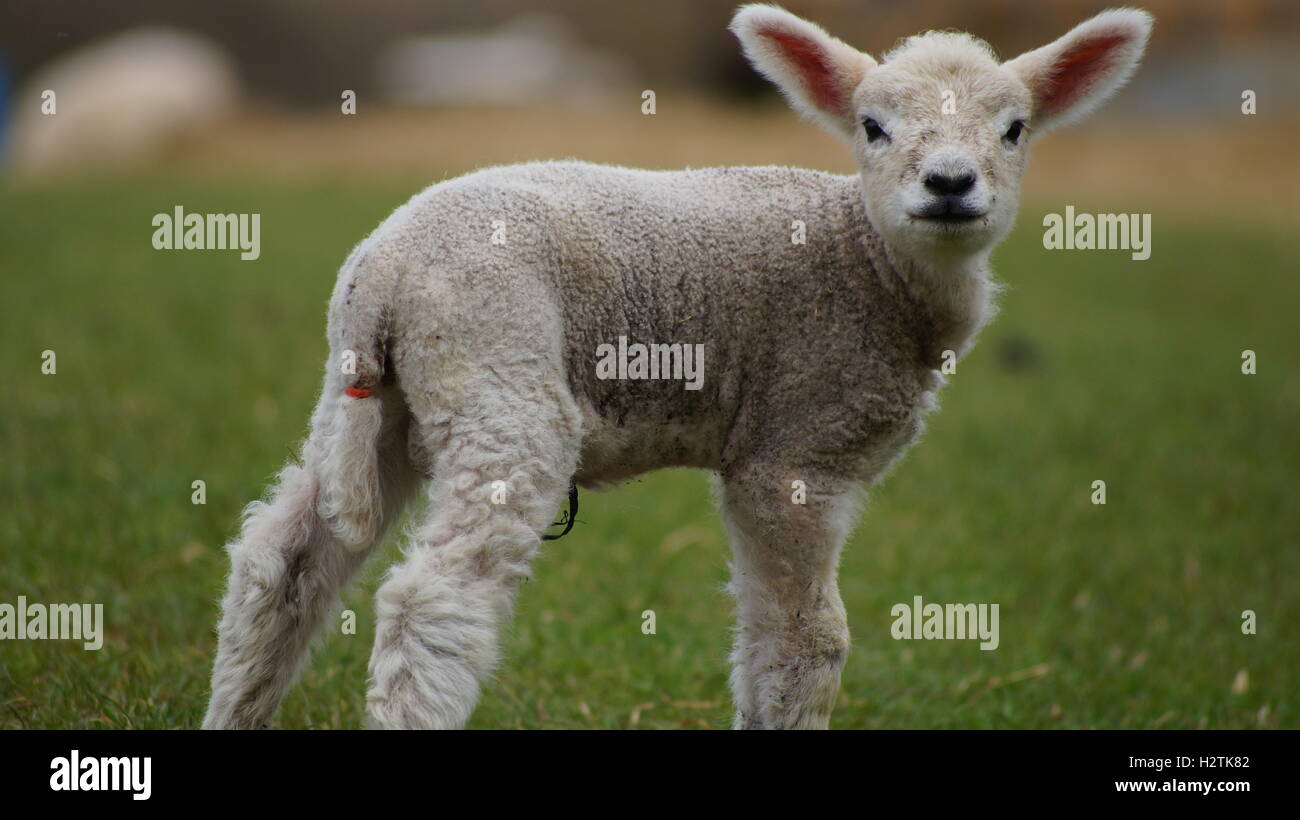 Lamb in the field Stock Photo - Alamy