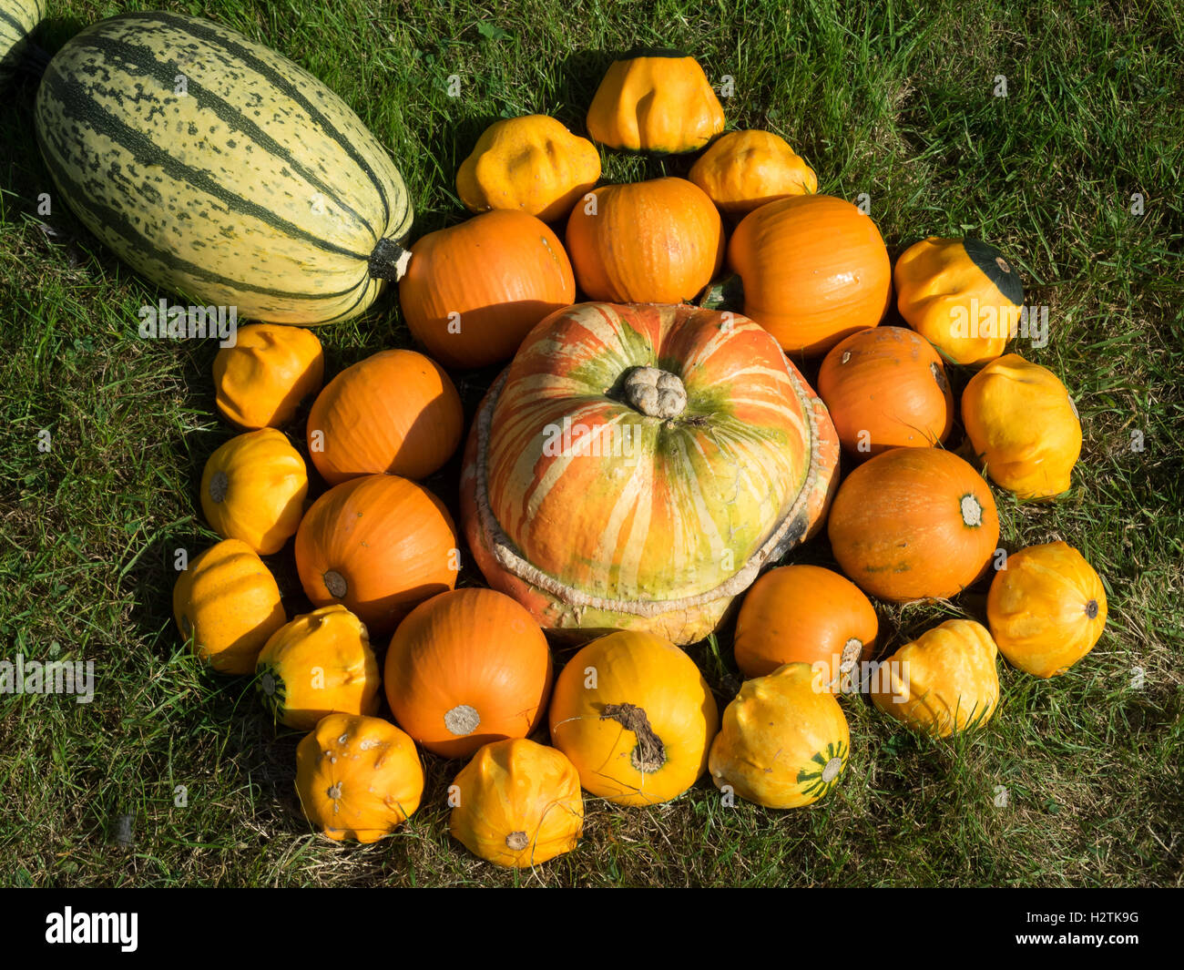 pumpkins in a german garden Stock Photo - Alamy