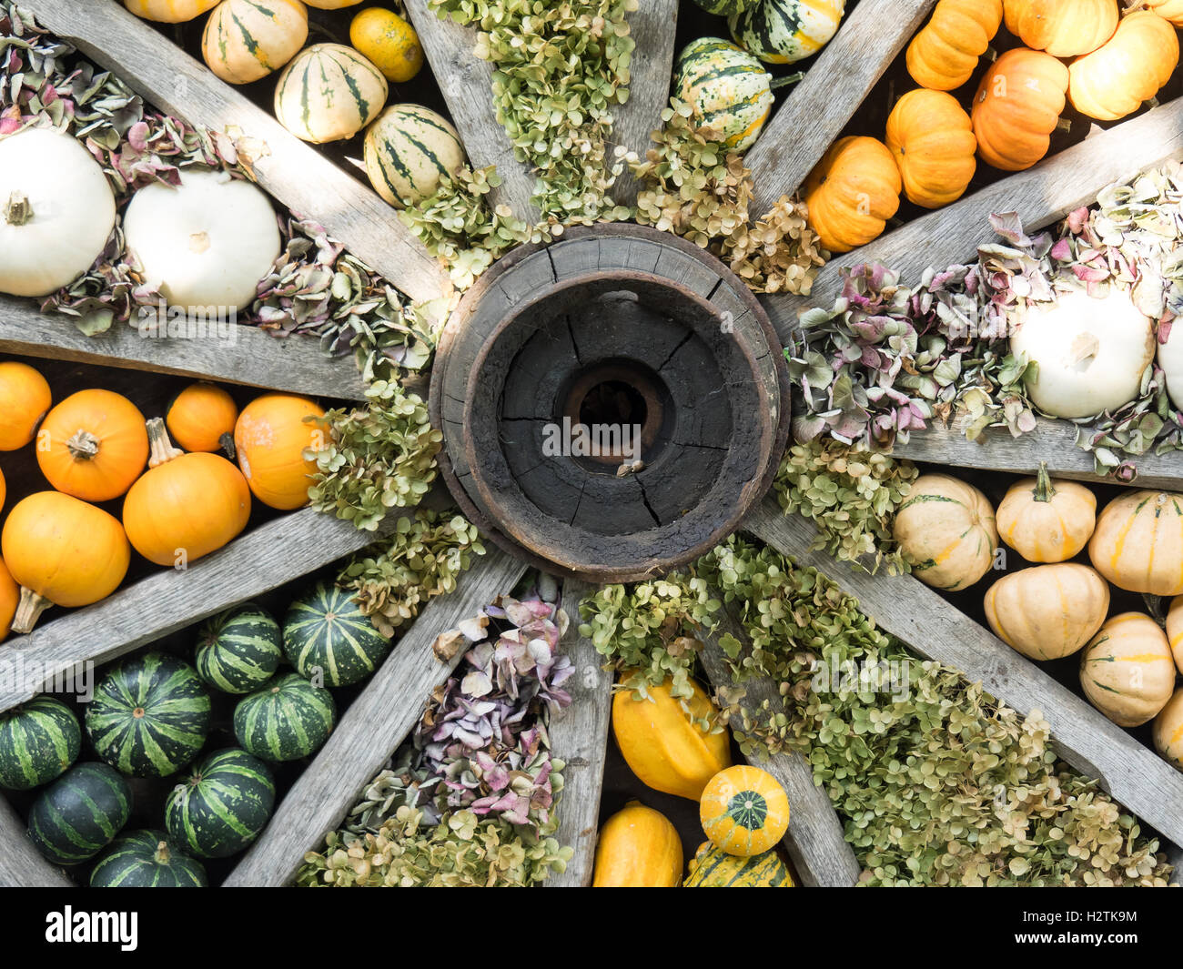 pumpkins in a german garden Stock Photo - Alamy