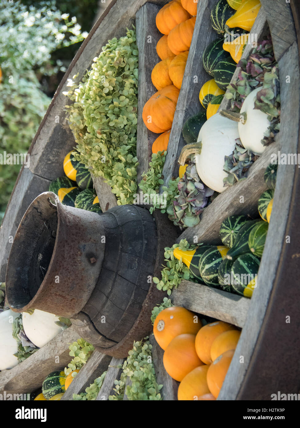 pumpkins in a german garden Stock Photo - Alamy