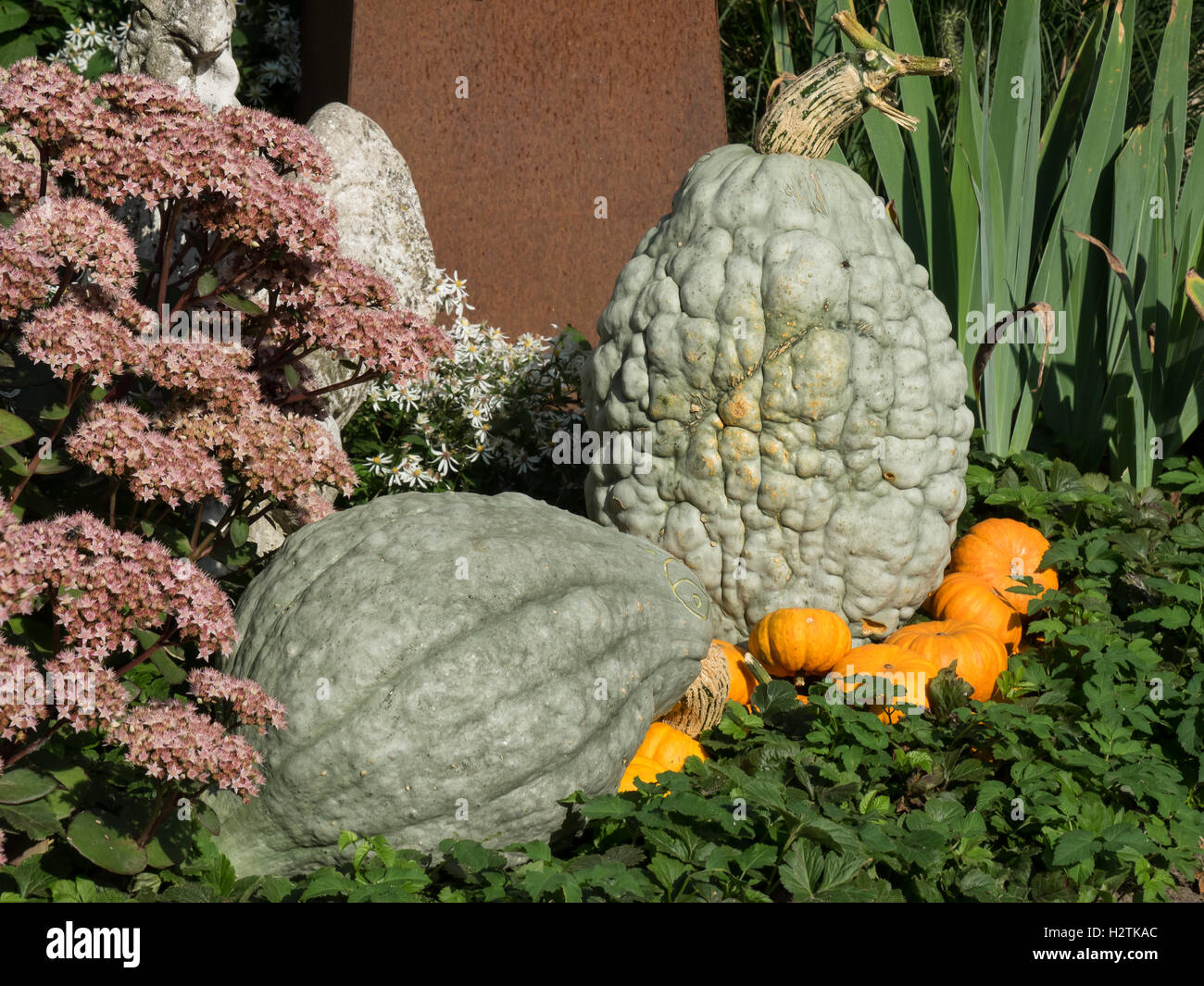 pumpkins in a german garden Stock Photo - Alamy