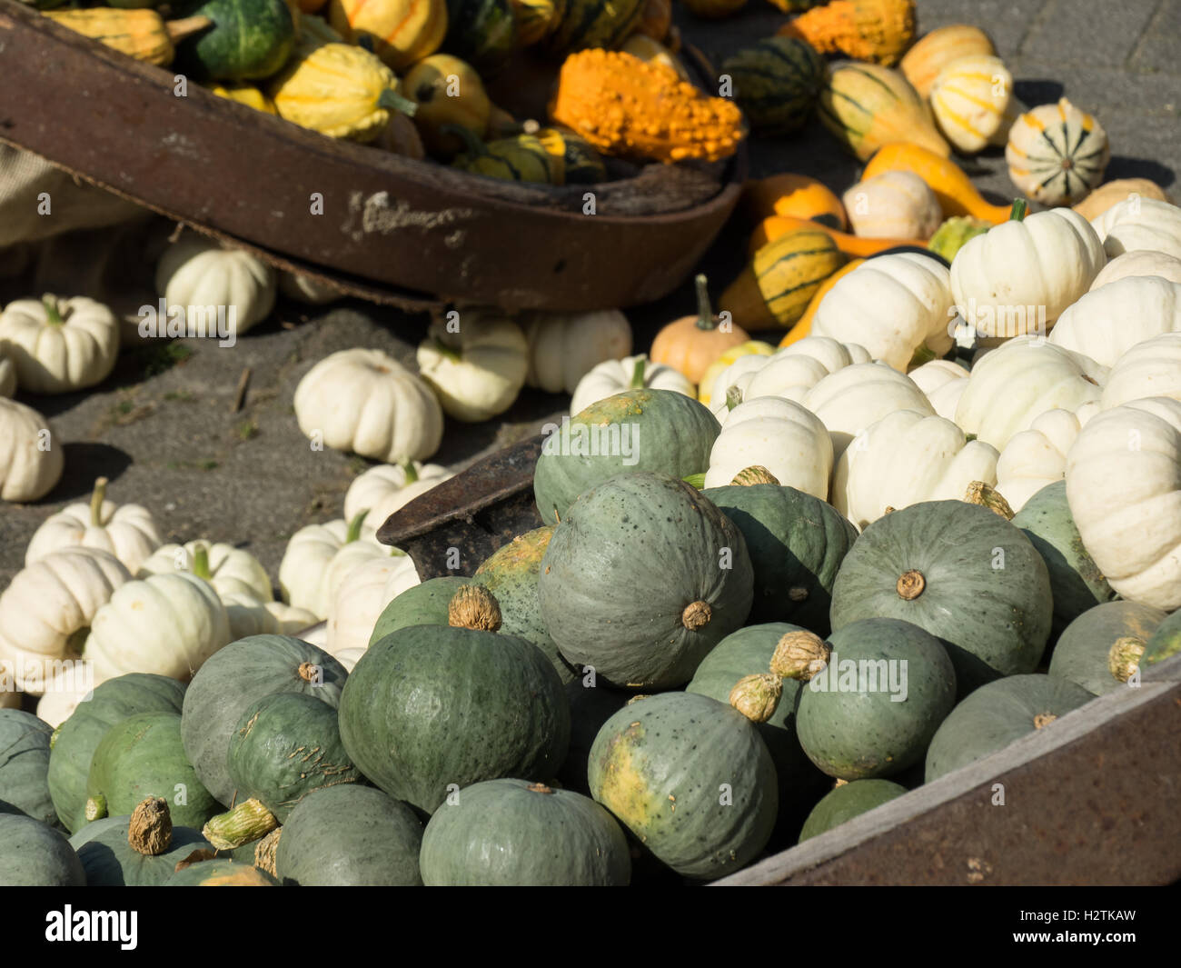 pumpkins in a german garden Stock Photo - Alamy