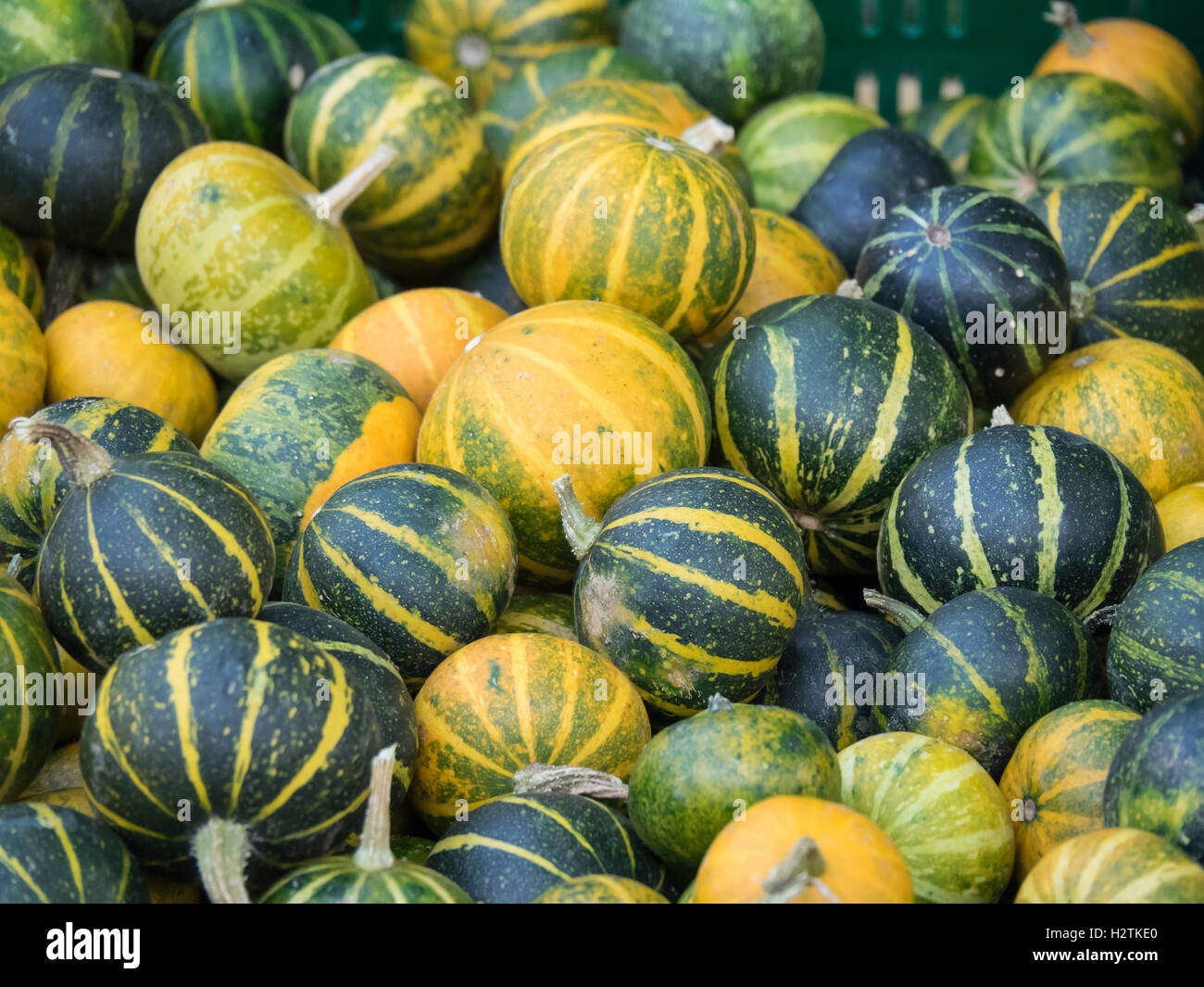 pumpkins in a german garden Stock Photo - Alamy