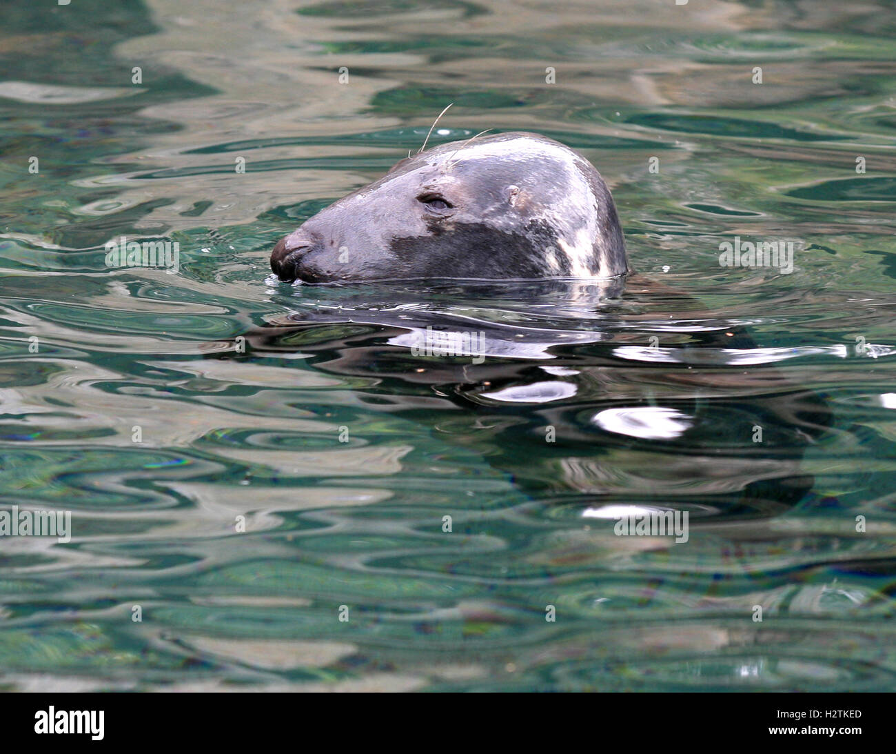 Nature seal hi-res stock photography and images - Alamy