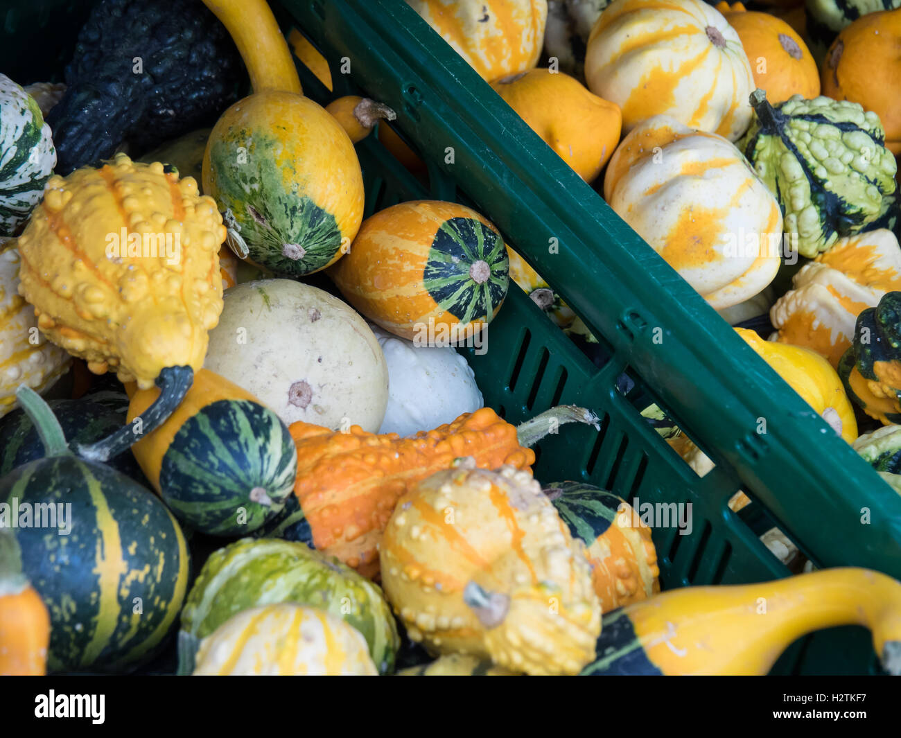 pumpkins in a german garden Stock Photo - Alamy