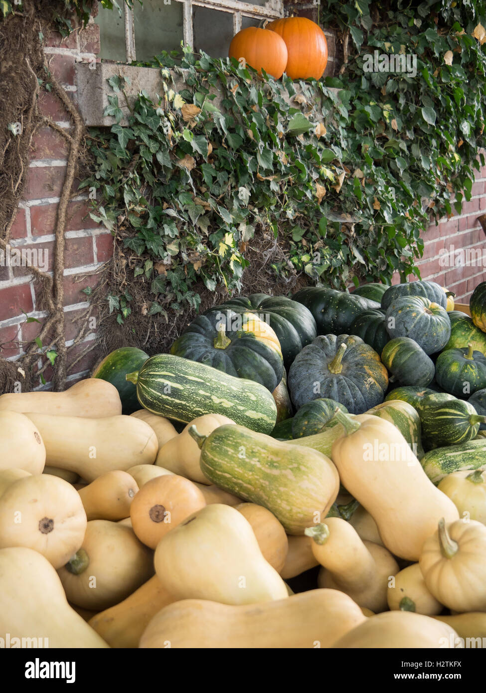 pumpkins in a german garden Stock Photo - Alamy