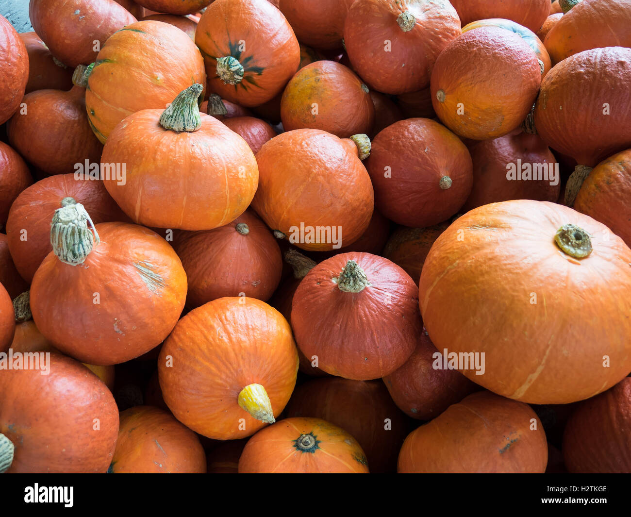 pumpkins in a german garden Stock Photo - Alamy