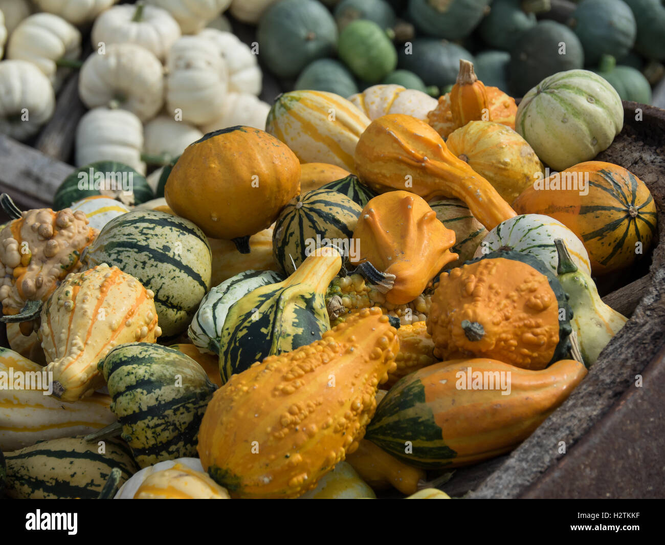 pumpkins in a german garden Stock Photo - Alamy