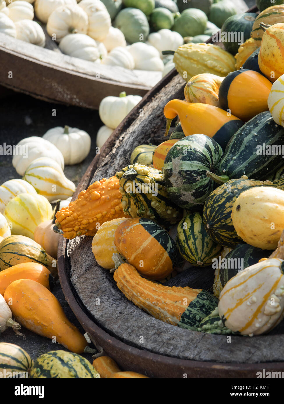 pumpkins in a german garden Stock Photo - Alamy