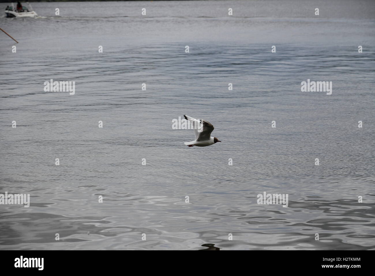 The joy of flying Stock Photo - Alamy