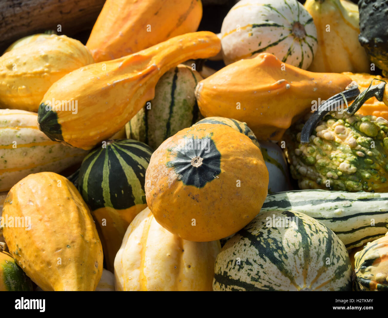 pumpkins in a german garden Stock Photo - Alamy