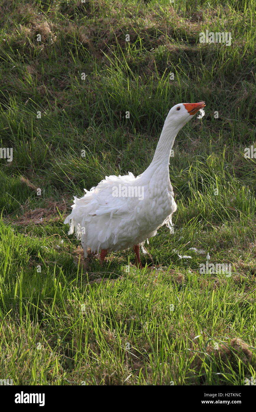 Goose guarding Carmichael Heritage Centre Stock Photo - Alamy