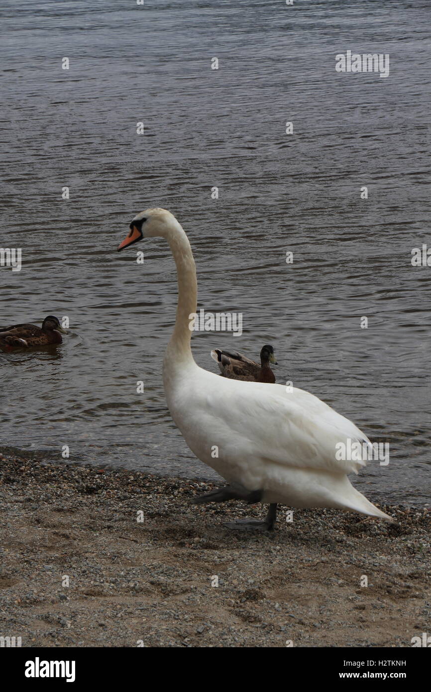Goose stepping hi-res stock photography and images - Alamy