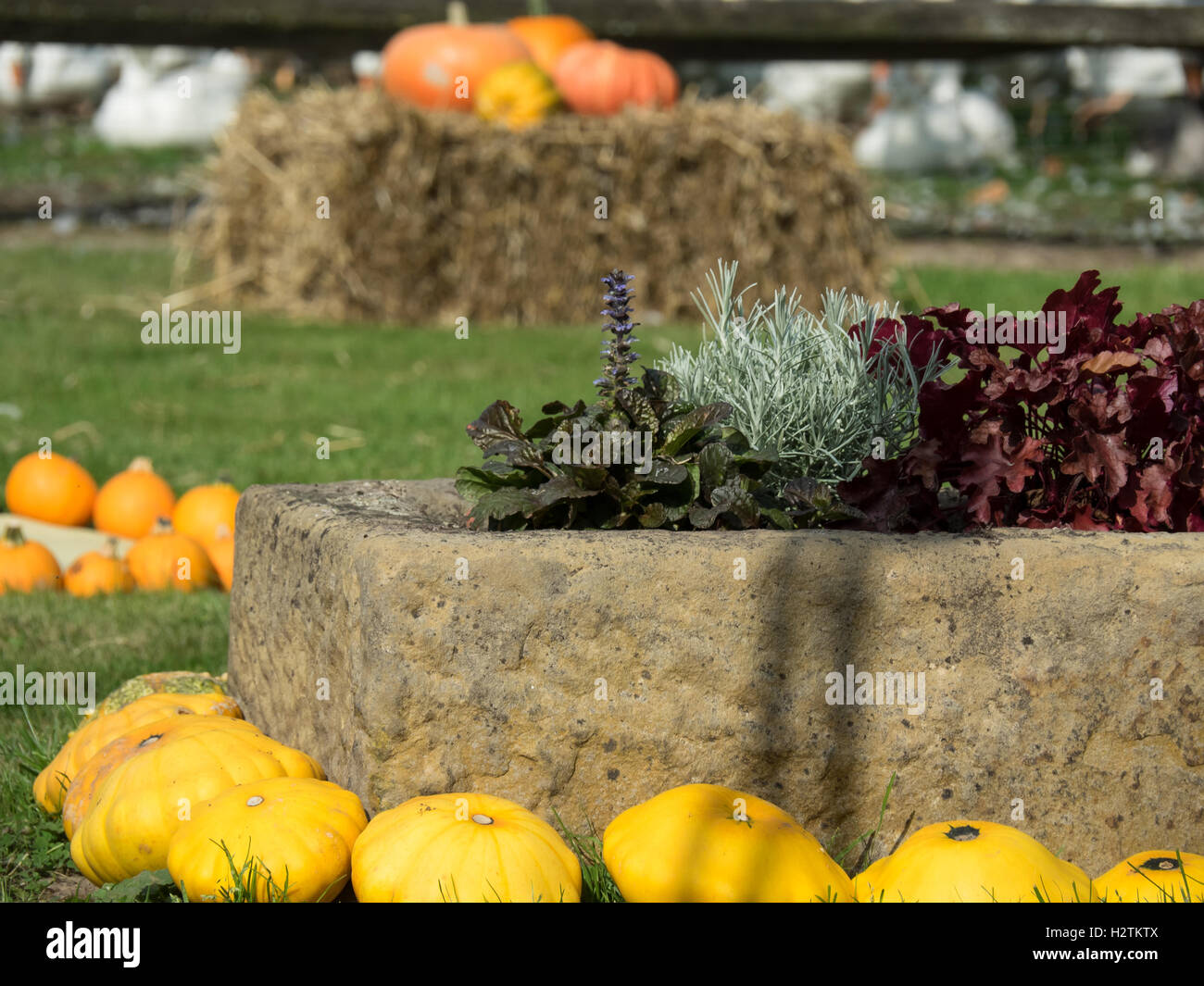 pumpkins in a german garden Stock Photo - Alamy