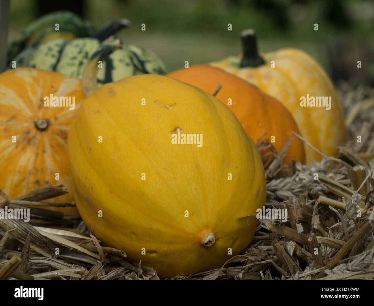 pumpkins in a german garden Stock Photo - Alamy