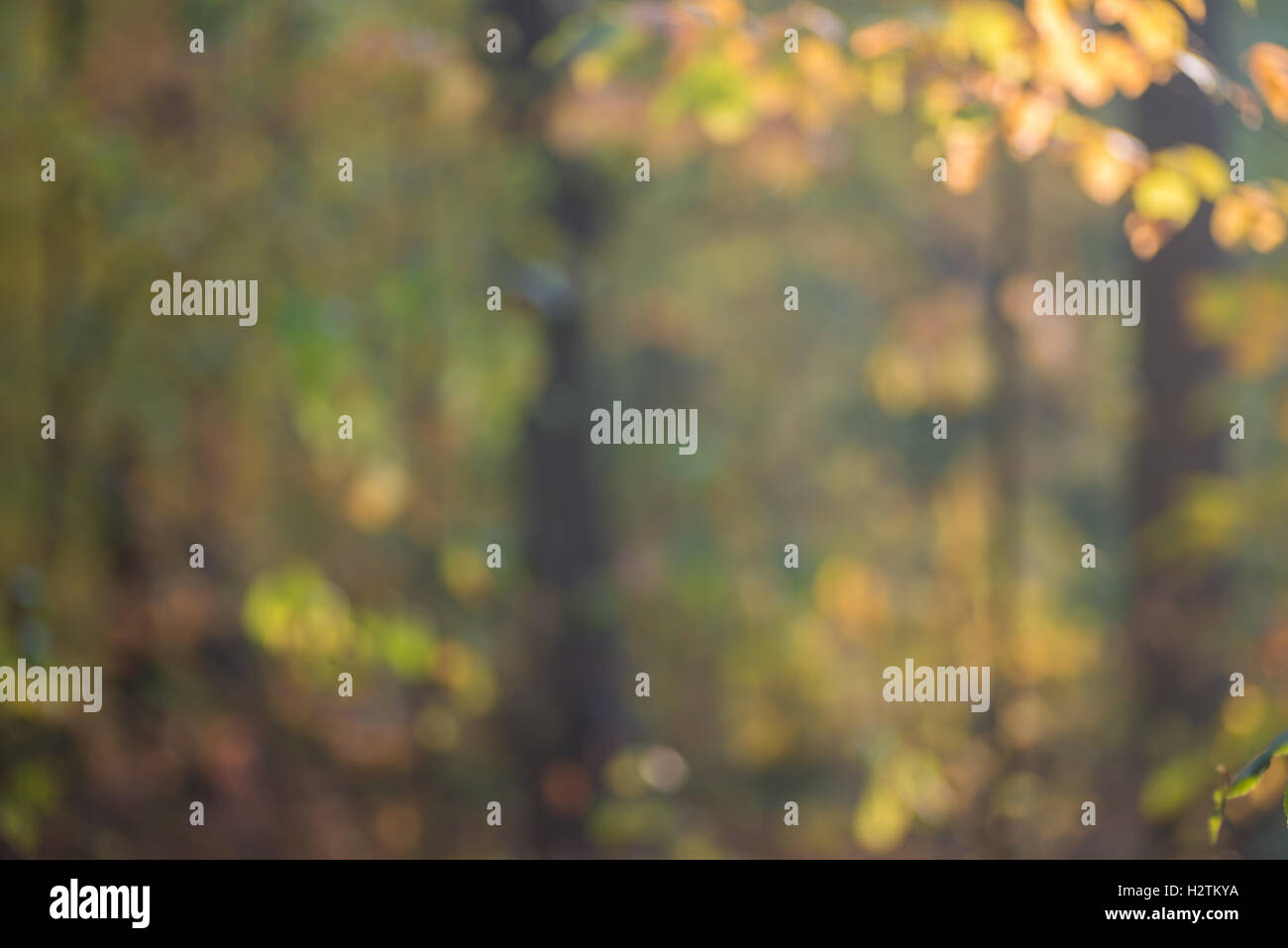 fall forest blurred defocus background Stock Photo - Alamy