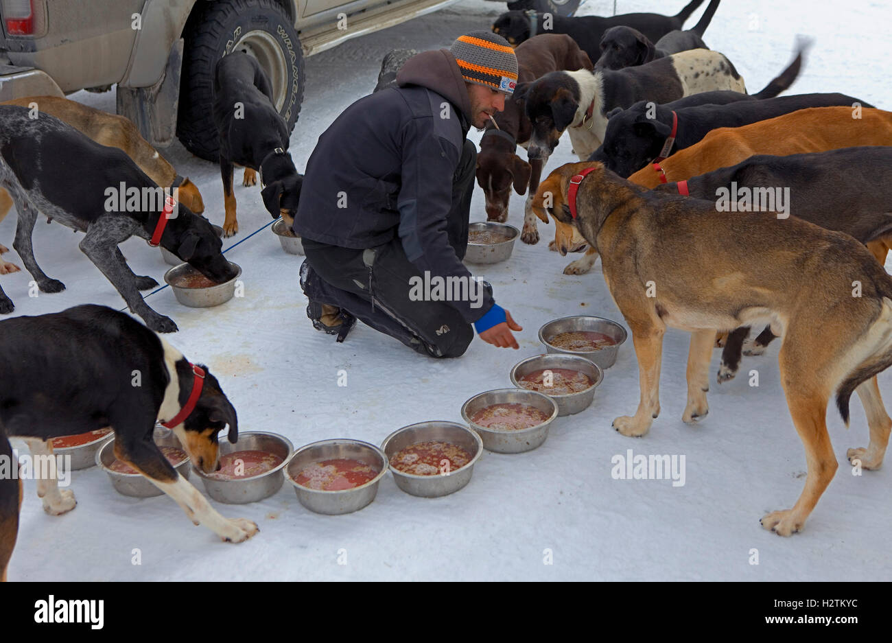 What Do Sled Dogs Eat