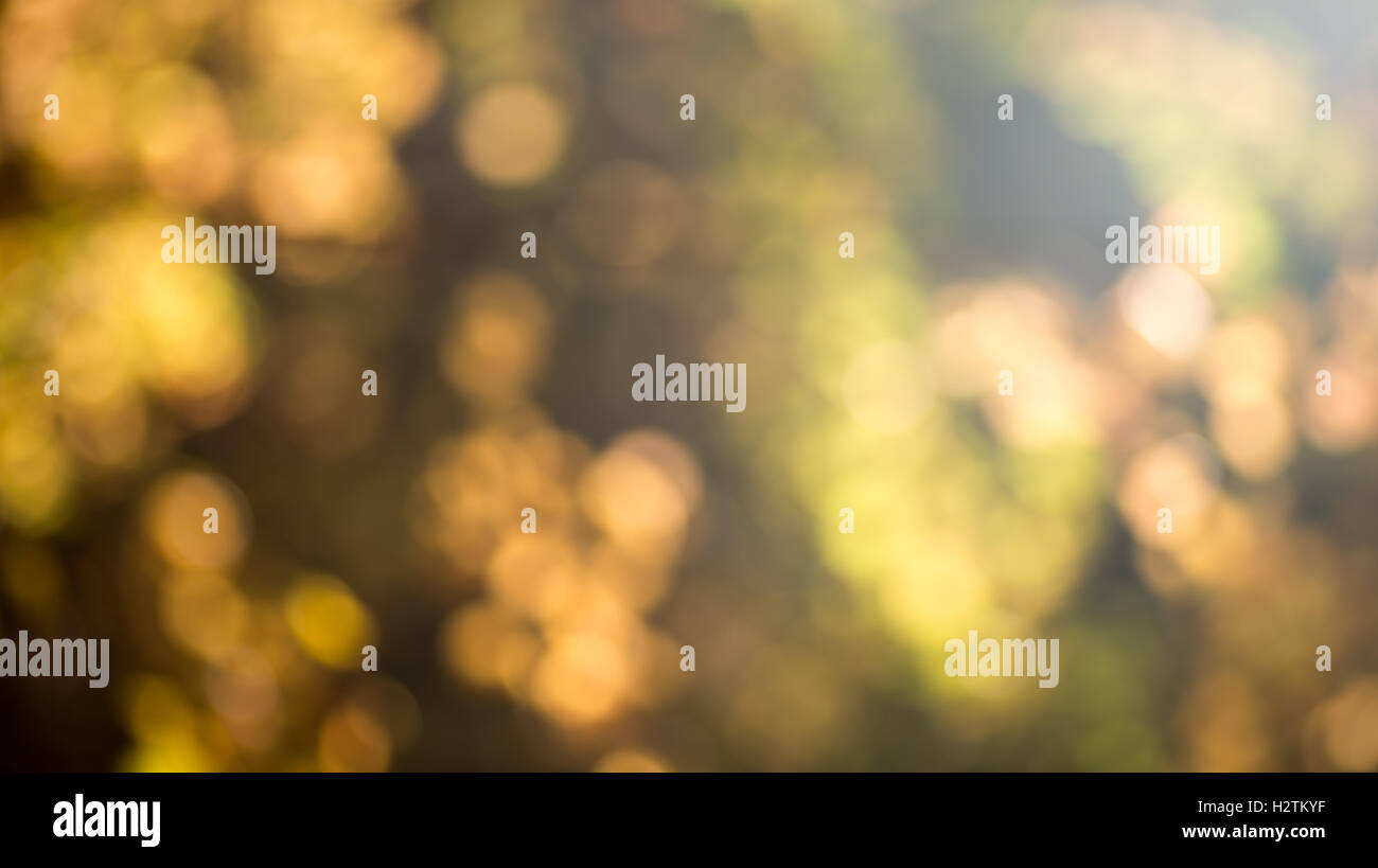 fall forest blurred defocus background Stock Photo - Alamy