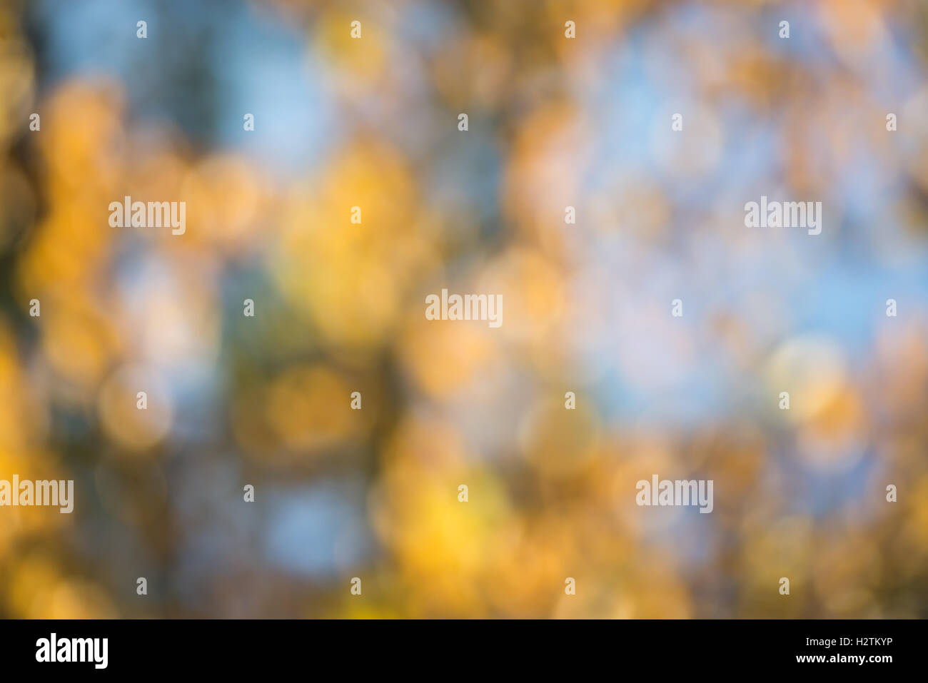 fall forest blurred defocus background Stock Photo - Alamy