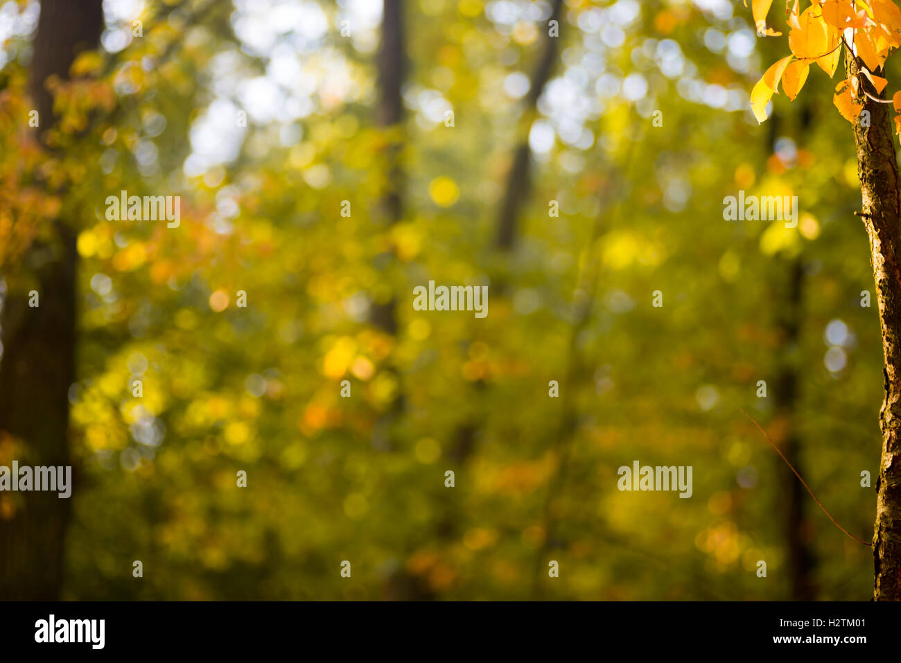 fall forest blurred defocus background Stock Photo - Alamy