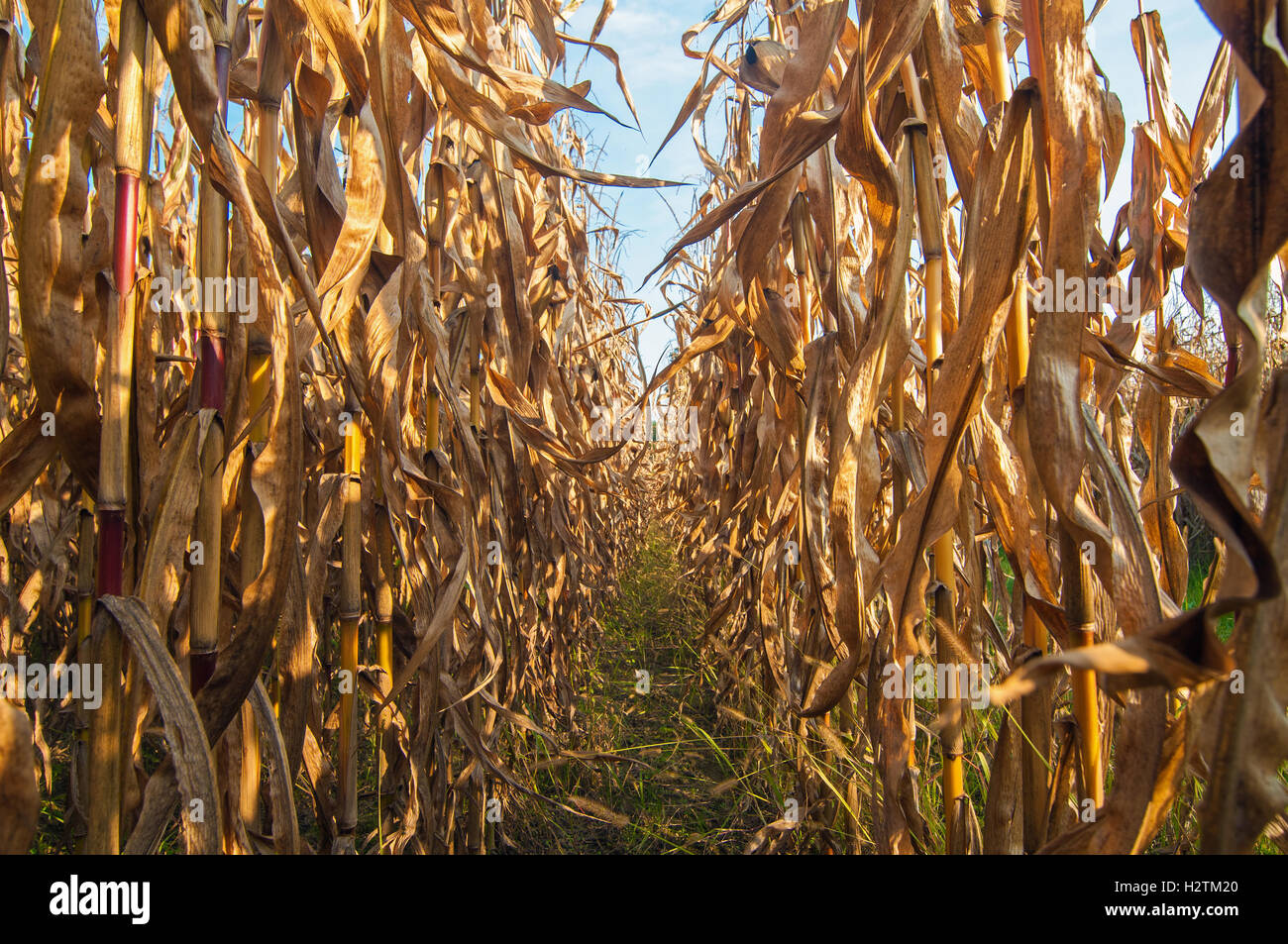 Corn field on a bright sunny day Stock Photo - Alamy