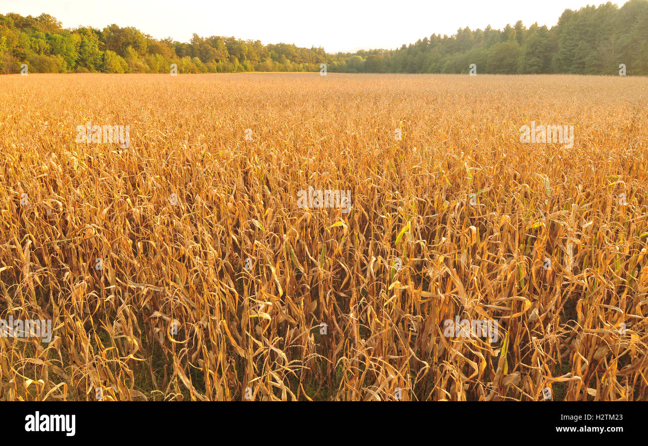 Aerial view of a ripe corn field Stock Photo - Alamy