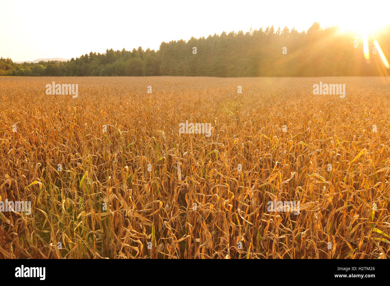 Corn field aerial hi-res stock photography and images - Alamy