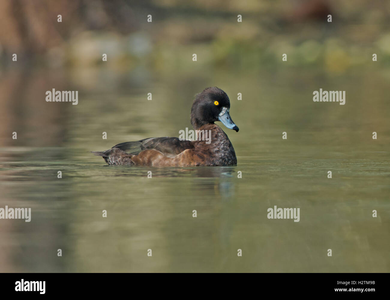 Female Tufted Duck-Aythya fuligula.Uk Stock Photo - Alamy