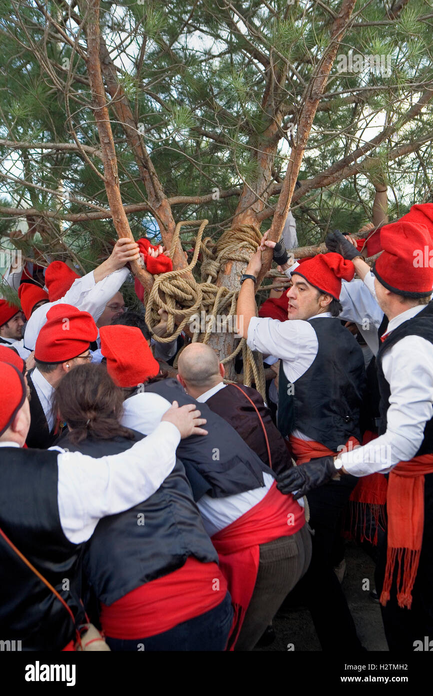 Pine festival, Centelles, Barcelona province, Catalonia, Spain Stock ...