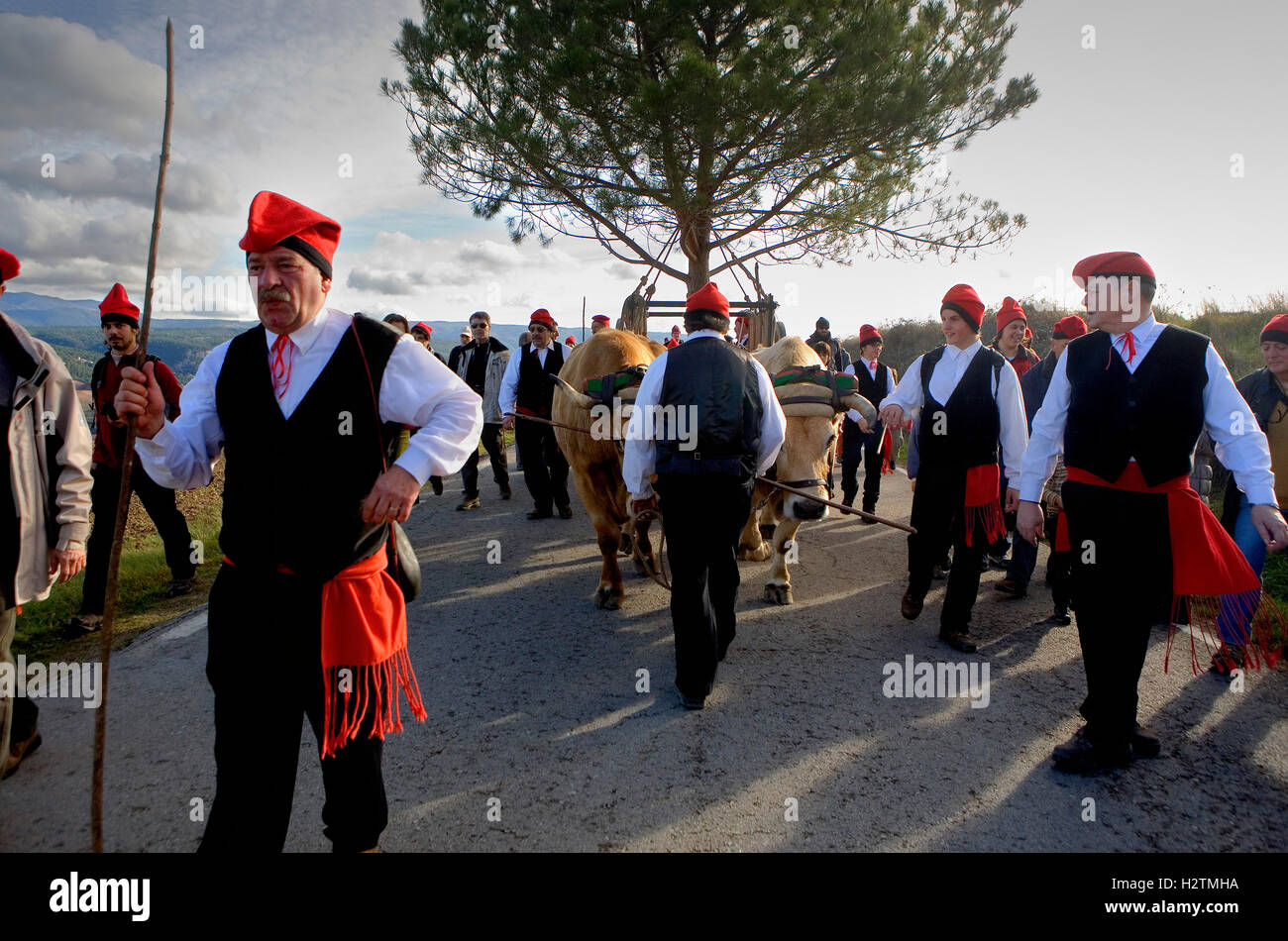 Pine festival, Centelles, Barcelona province, Catalonia, Spain Stock ...