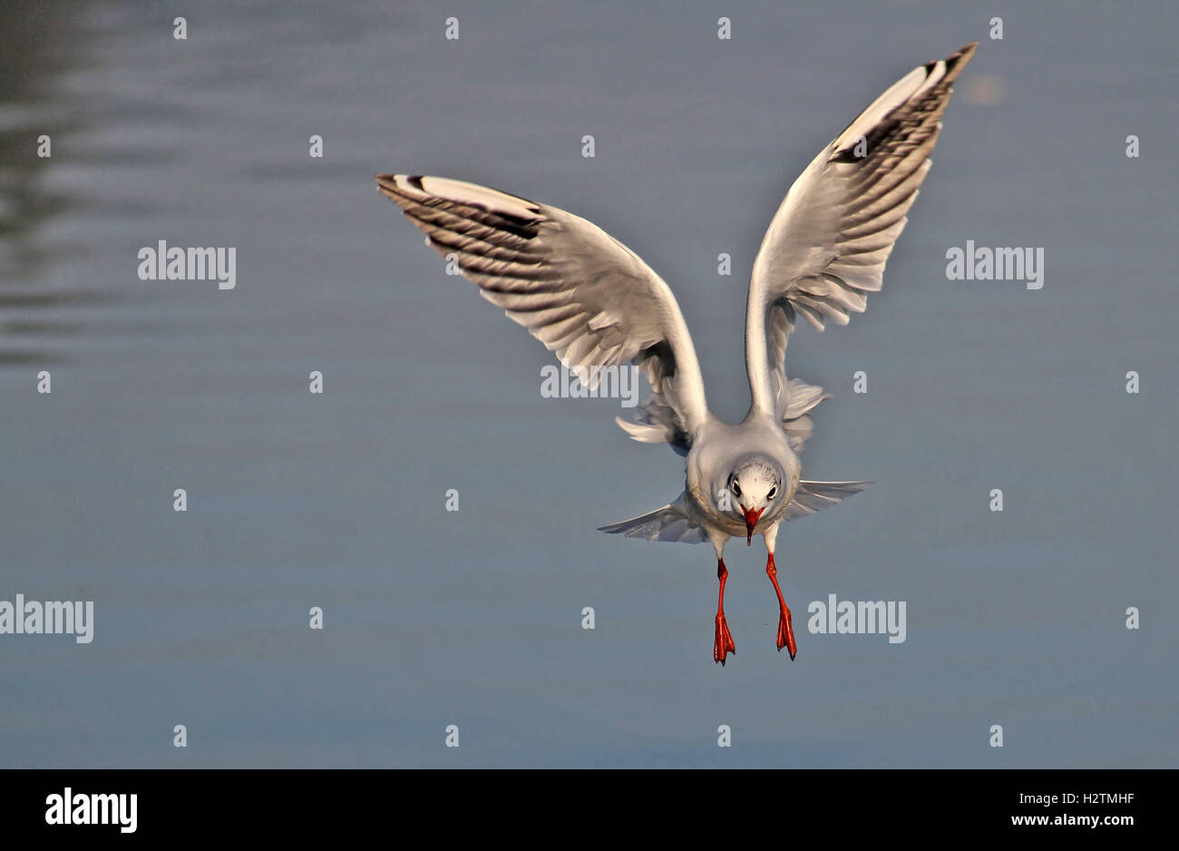 Seagull flying over water Stock Photo - Alamy