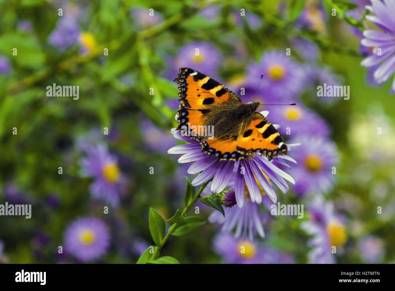 Tortoiseshell colored hi-res stock photography and images - Alamy