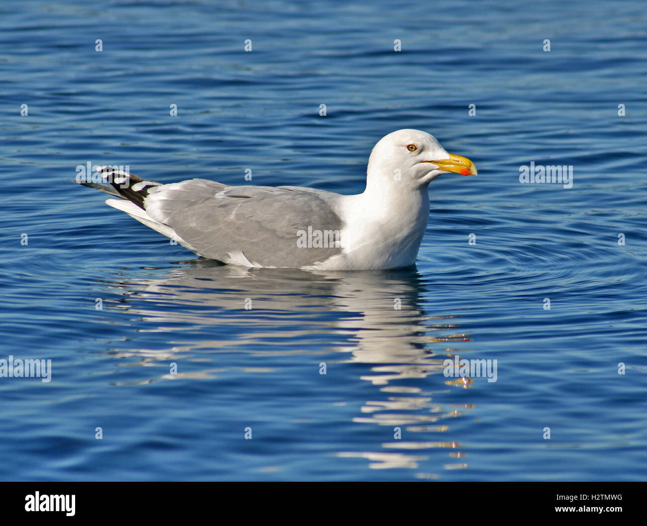 Seagull floating on water Stock Photo - Alamy