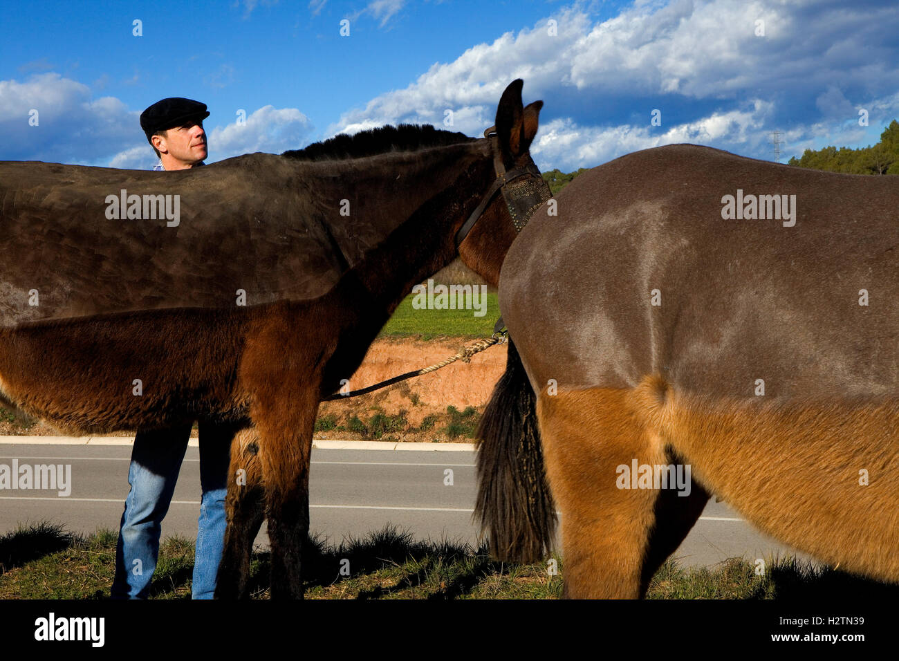 `Festa dels Traginers´, Feast of the muleteer in Balsareny. Comarca del ...