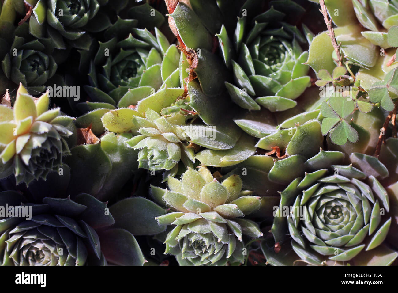 Sharp plants hi-res stock photography and images - Alamy