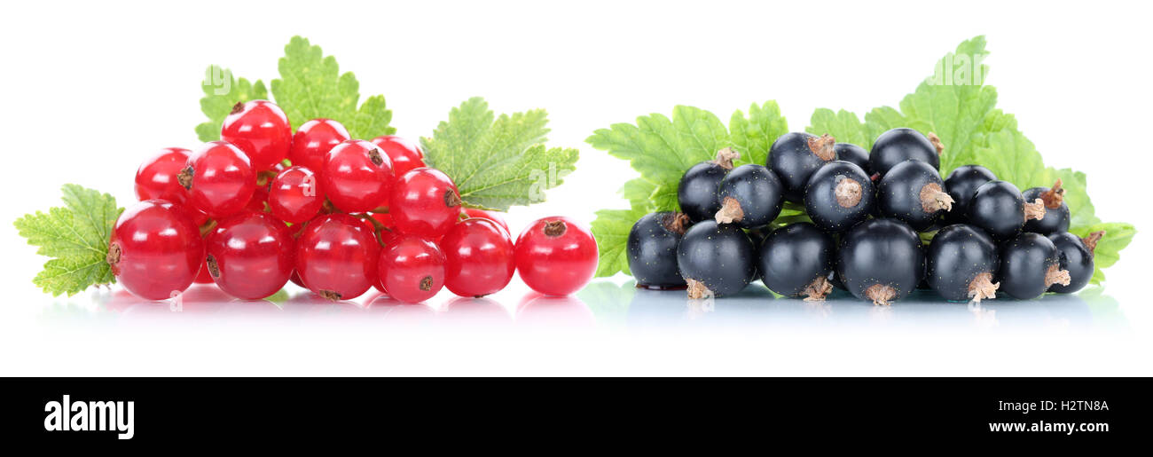 Red and black currant currants berries fruits isolated Stock Photo - Alamy