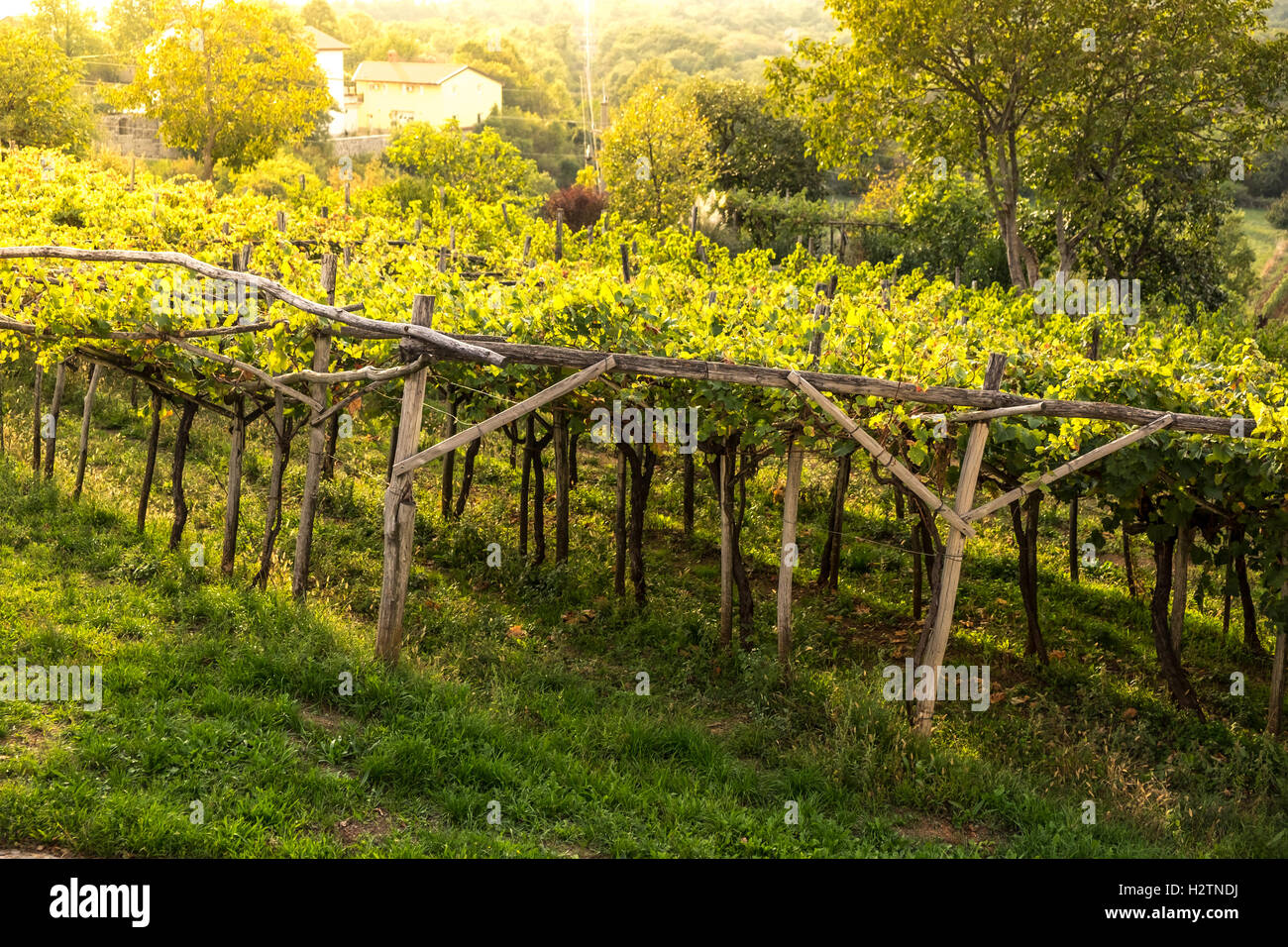 Vineyard scenic hi-res stock photography and images - Alamy