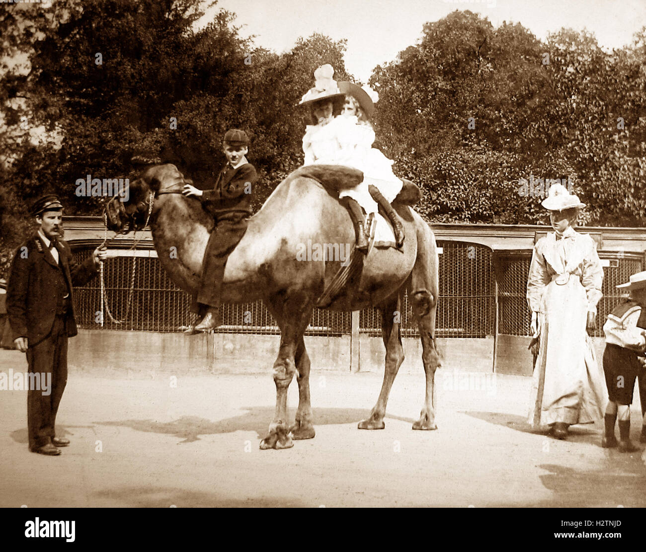 Camel ride at the Zoo (possibly London Zoo) - Victorian period Stock ...