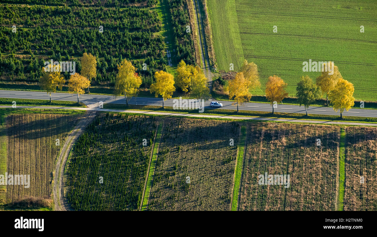 Aerial view, highway in Meschede Enste, Stock Straße, tree avenue ...