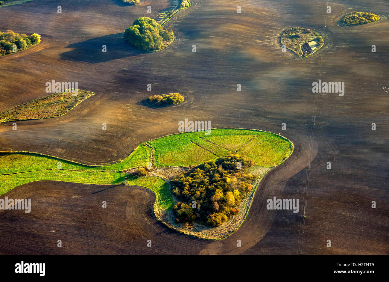 Aerial picture, fields, acres with enclosed meadow in the form of a dog ...
