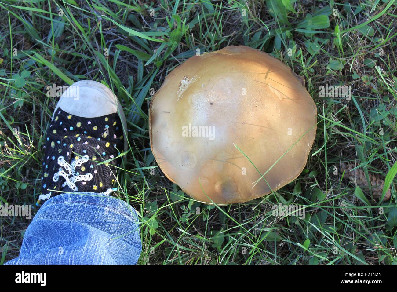 Large Bolete Mushroom Stock Photo - Alamy